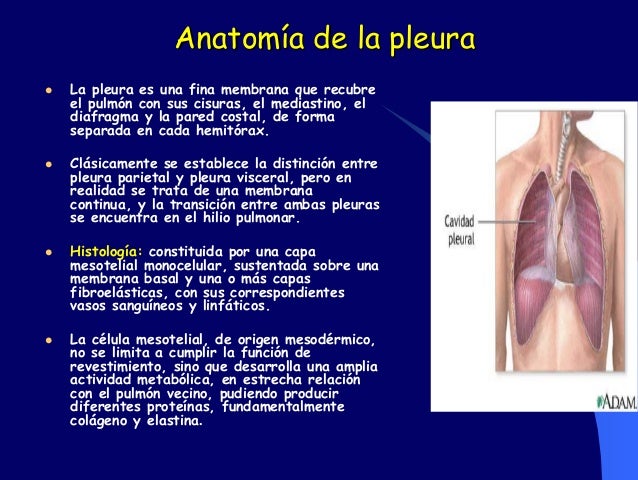 Liquido pleural