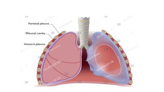 liquido pleural.pptx liquido pleural pleural | PPTX