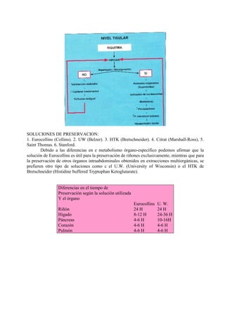 Liquidos de conservacion | PDF