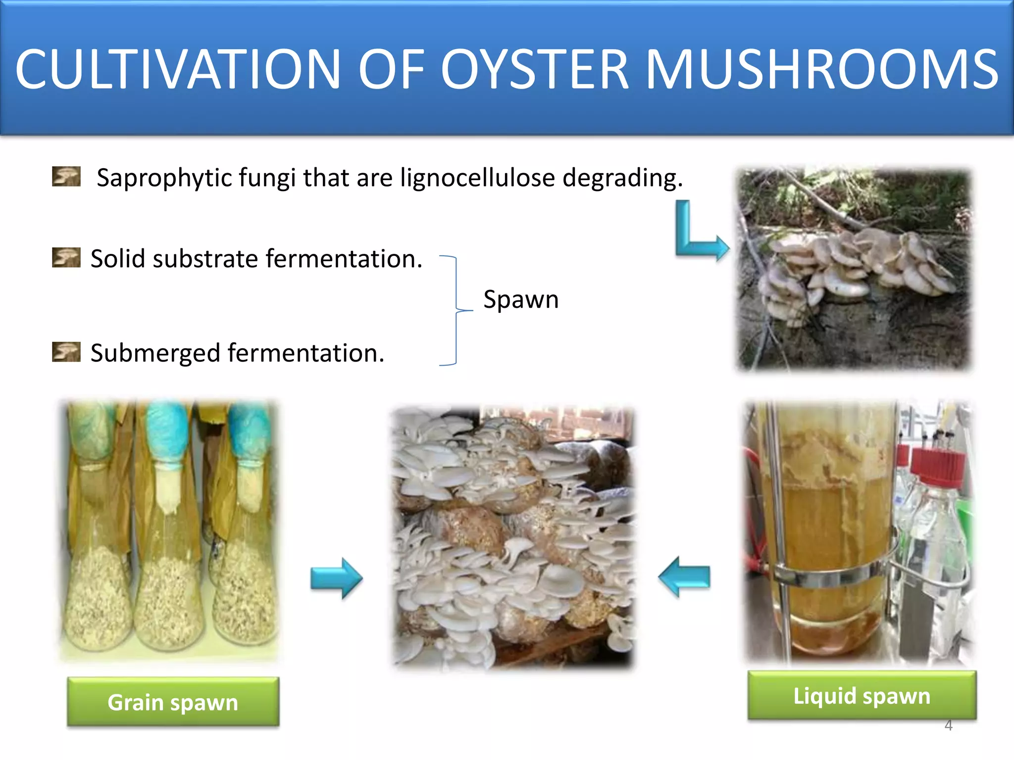 Liquid spawn cultivation of pleurotus spp. by submerged fermentation | PPT