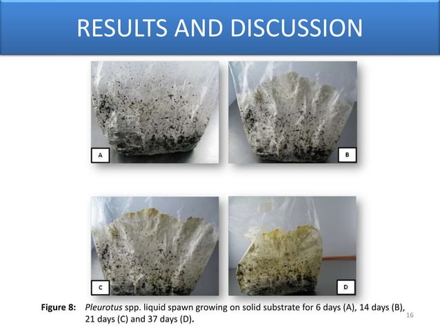 Liquid spawn cultivation of pleurotus spp. by submerged fermentation | PPT