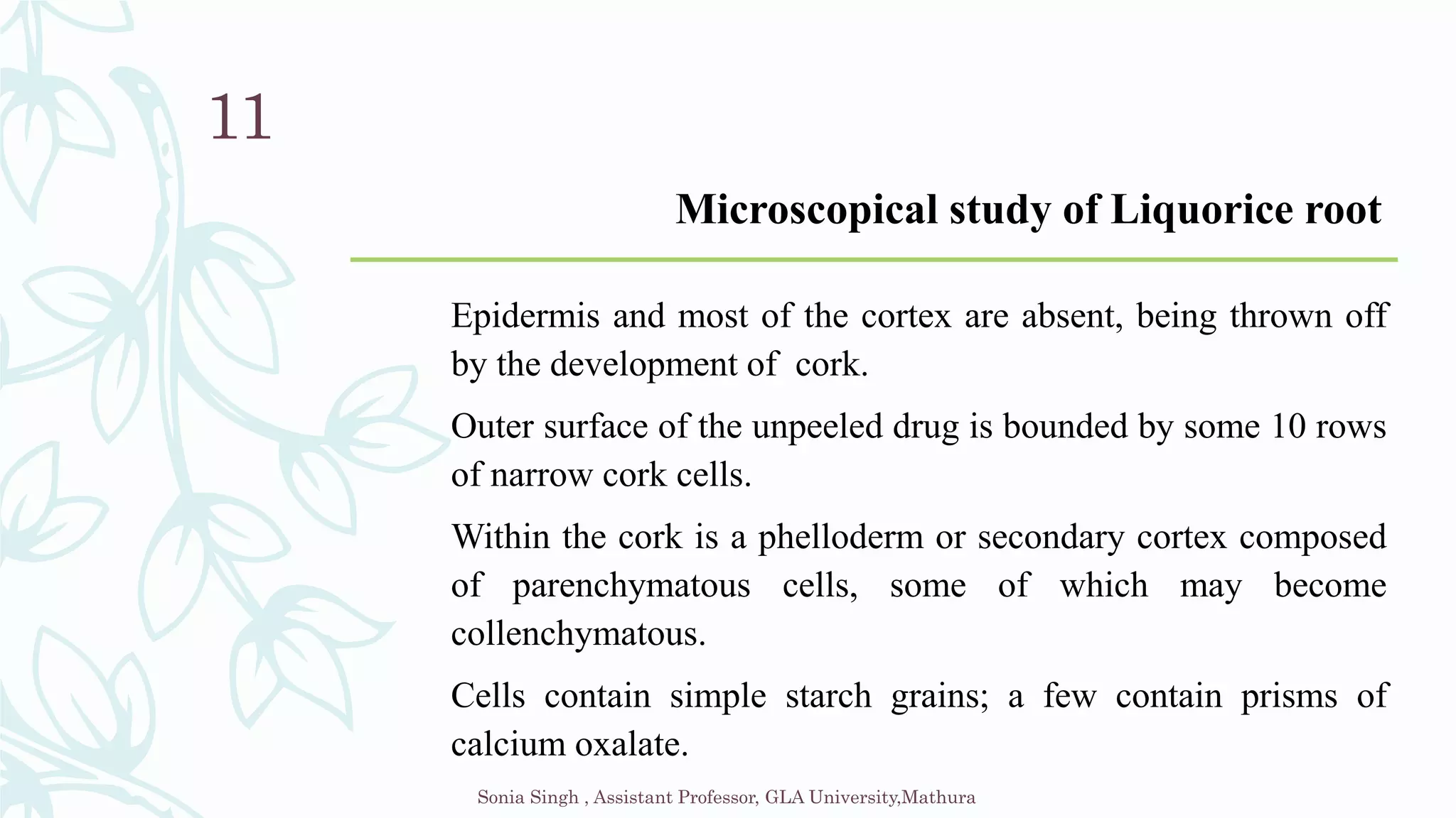 Liquorice: Biological source, cultivation and collection, Morphology ...