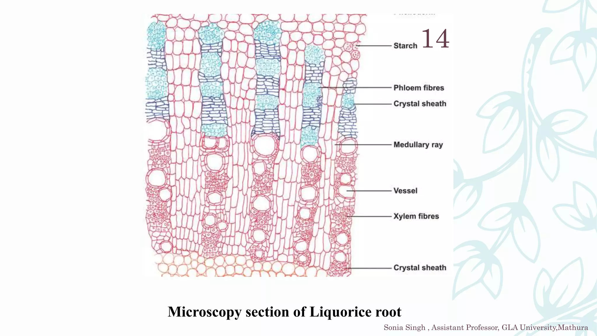 Liquorice: Biological source, cultivation and collection, Morphology ...
