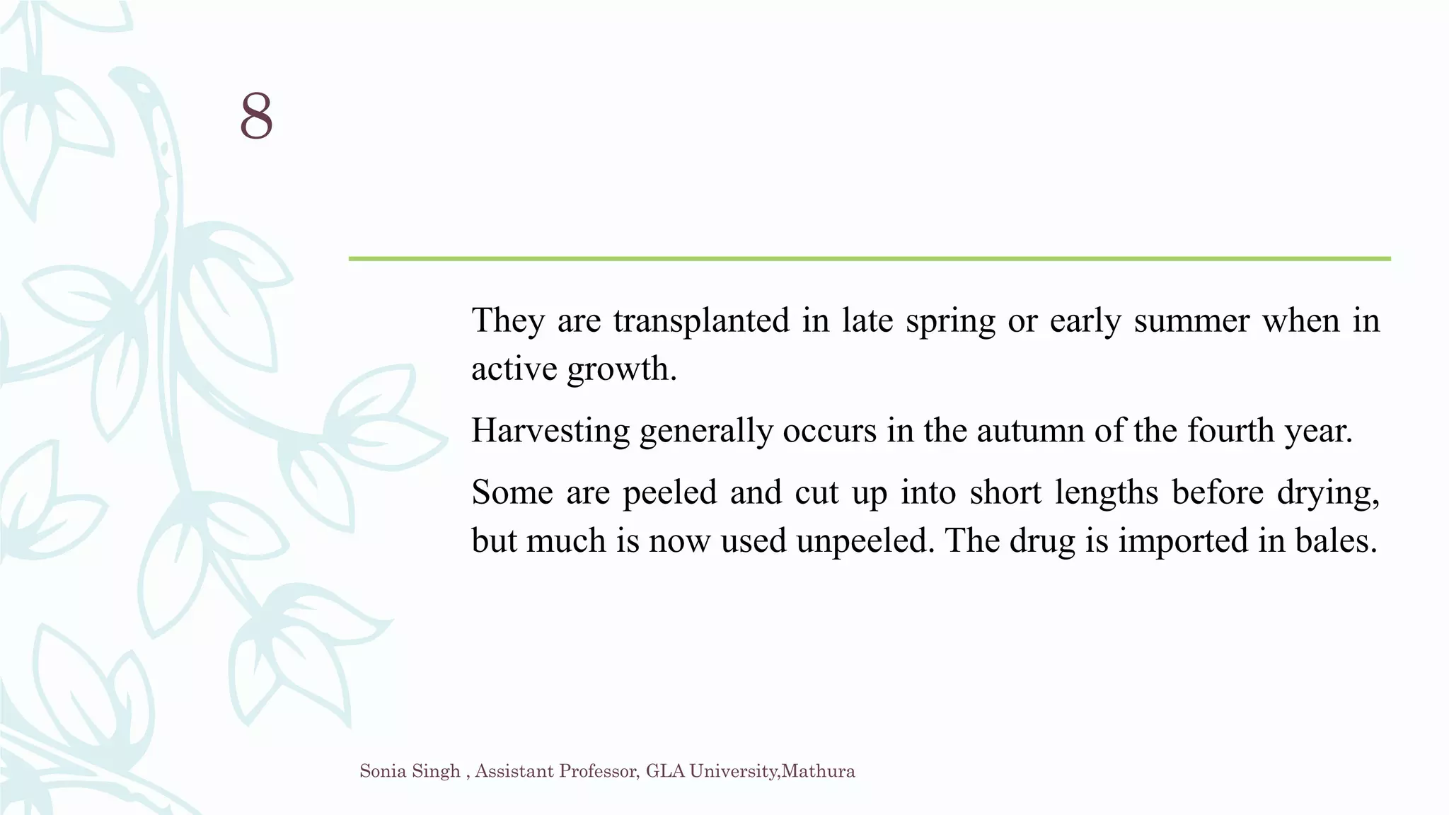 Liquorice: Biological source, cultivation and collection, Morphology ...