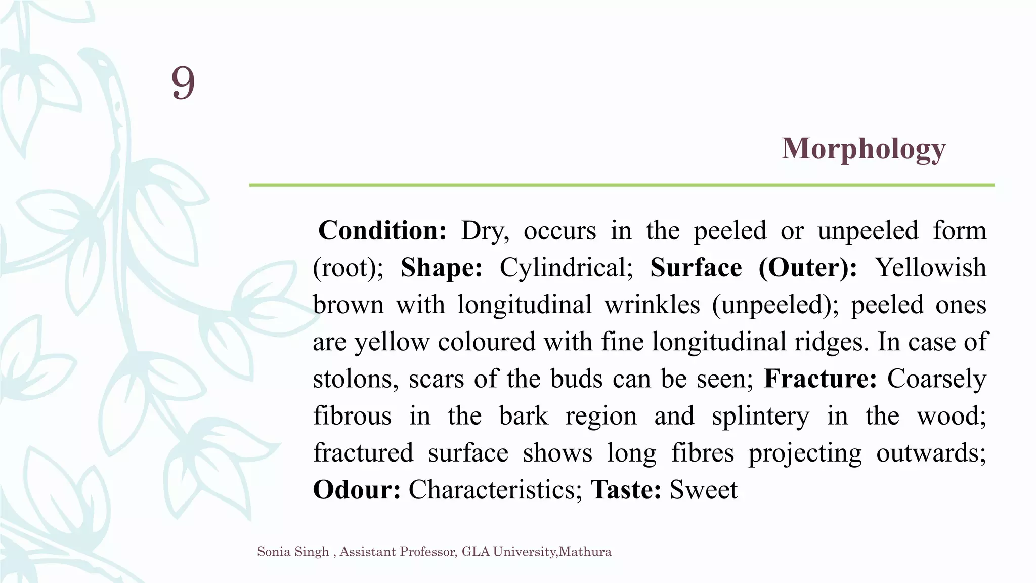 Liquorice: Biological source, cultivation and collection, Morphology ...