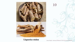 Liquorice: Biological source, cultivation and collection, Morphology ...