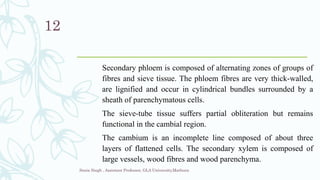 Liquorice: Biological source, cultivation and collection, Morphology ...