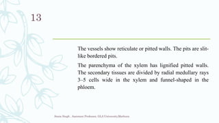 Liquorice: Biological source, cultivation and collection, Morphology ...