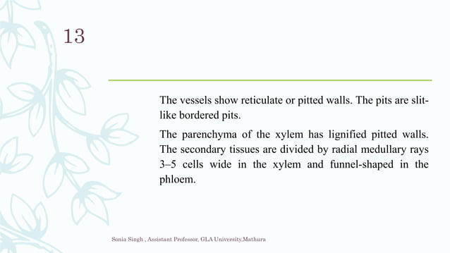 Liquorice: Biological source, cultivation and collection, Morphology ...