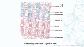 Liquorice: Biological source, cultivation and collection, Morphology ...