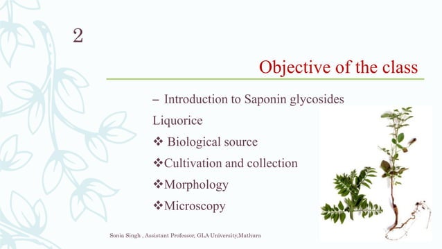 Liquorice: Biological source, cultivation and collection, Morphology ...