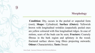 Liquorice: Biological source, cultivation and collection, Morphology ...