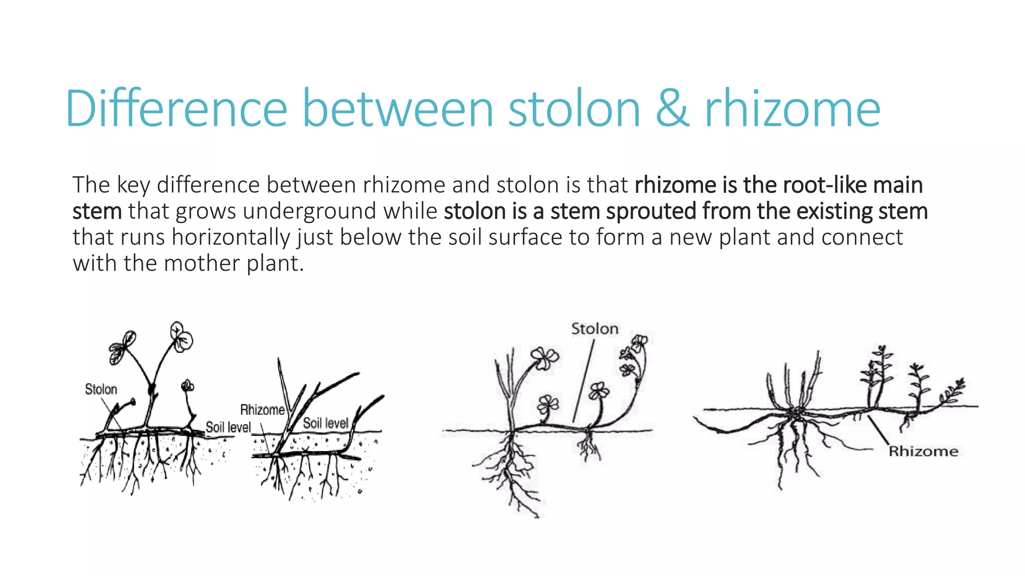 Liquorice (glycyrrhiza glabra linn.) | PDF