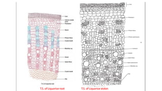 Liquorice (glycyrrhiza glabra linn.) | PDF