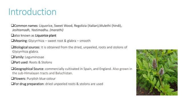 Liquorice (glycyrrhiza glabra linn.) | PDF | Gardening | Home & Garden