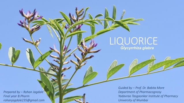 Liquorice glycyrrhiza Glabra Linn liquorice-glycyrrhiza-glabra-linn