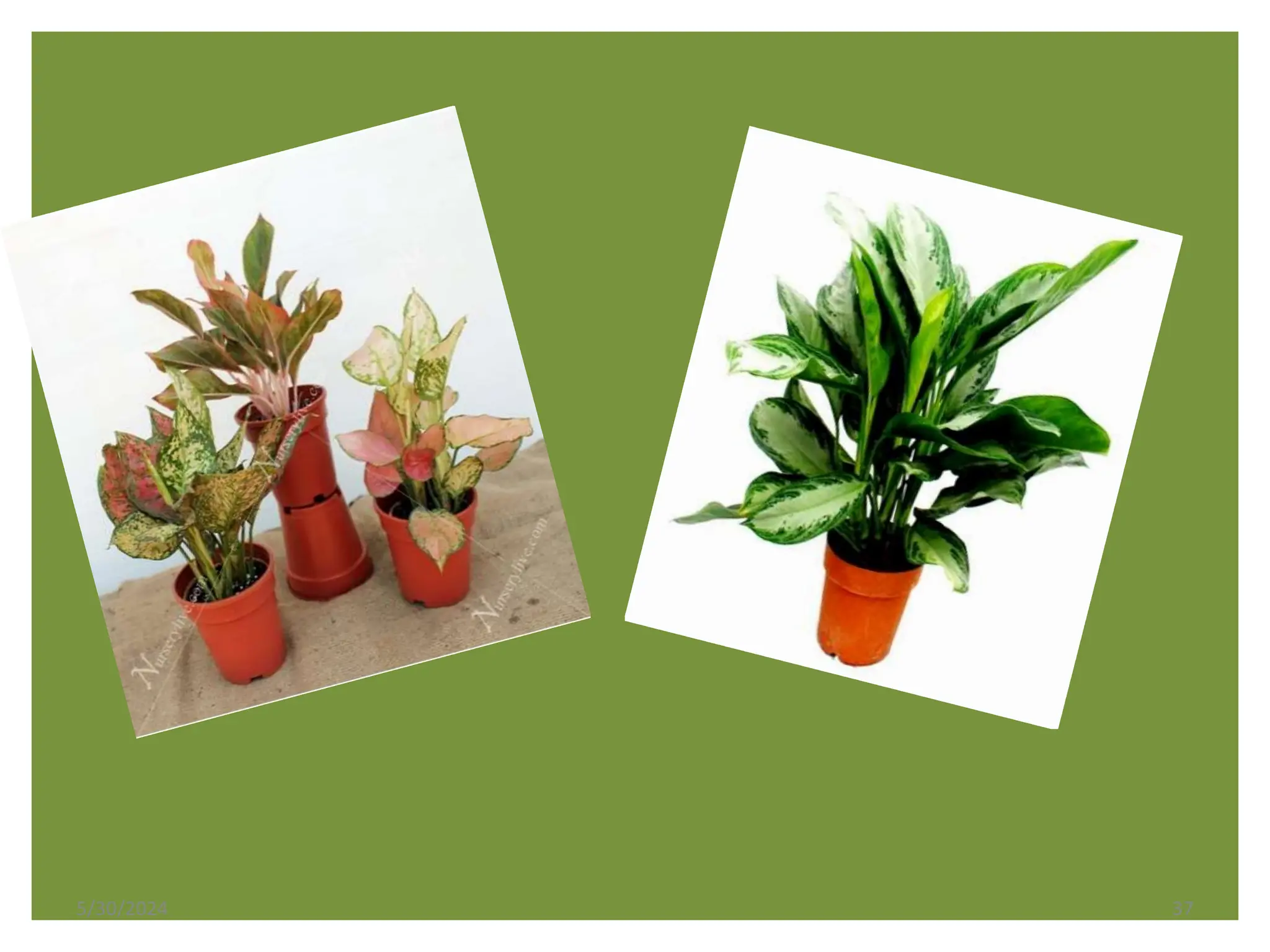 Lirary Classification-Need and Purpose.ppt