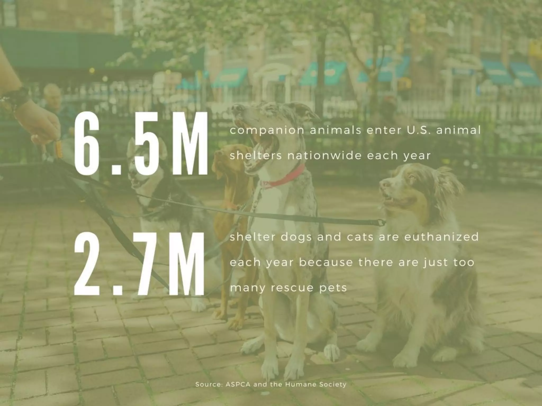 Benefits of Adopting a Dog | Lisa Landman | PPT