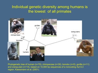Lisbon genome diversity | PPT
