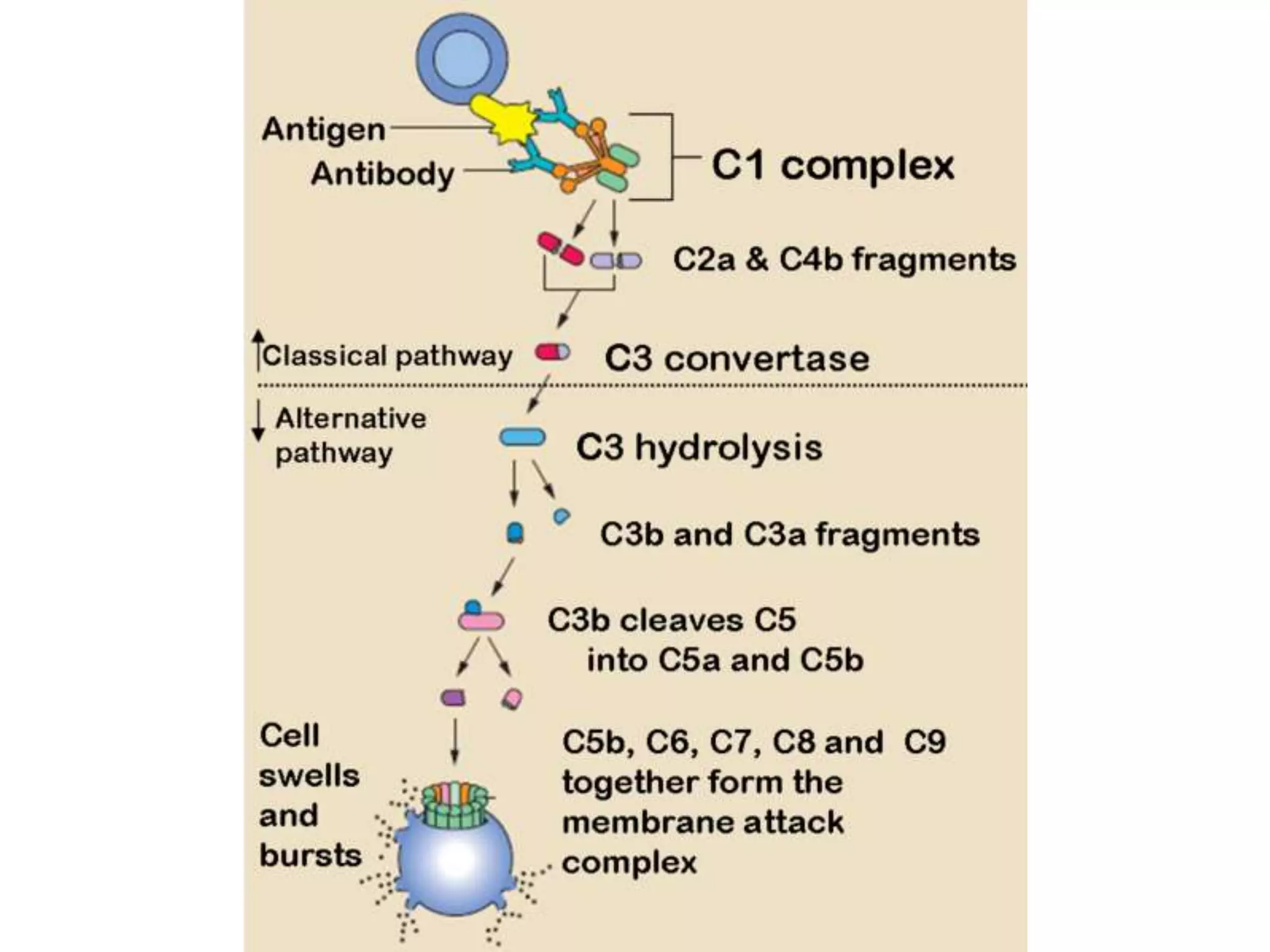 Building Executable Biological Pathway Models Automatically From Biopax 6042