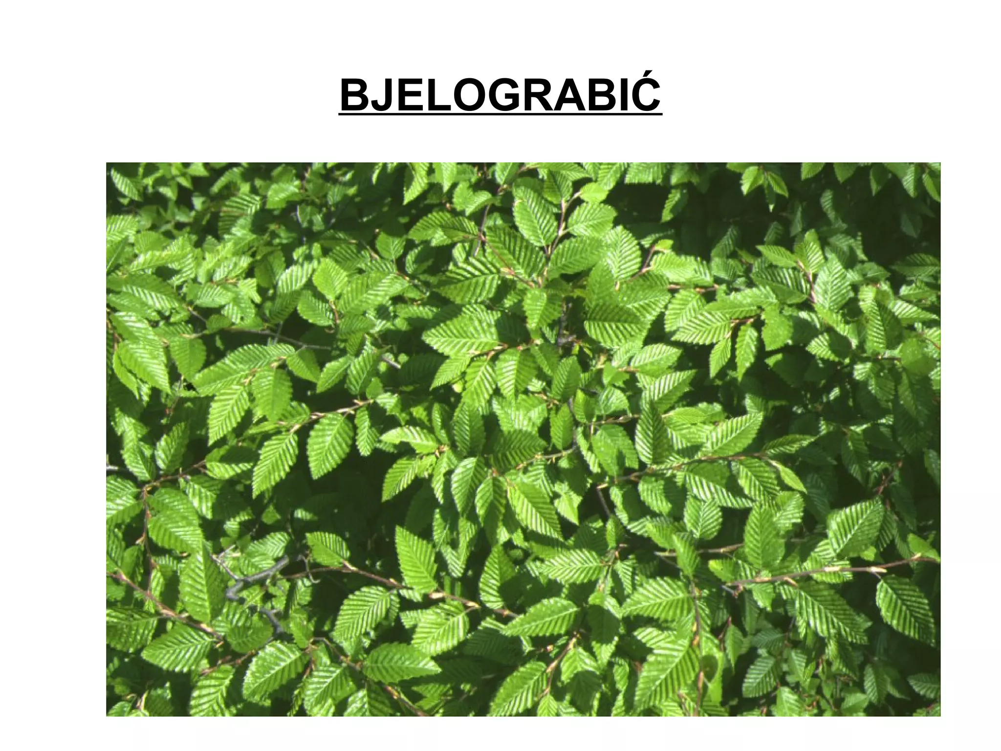 Lišćarske listopadne šume | PPT