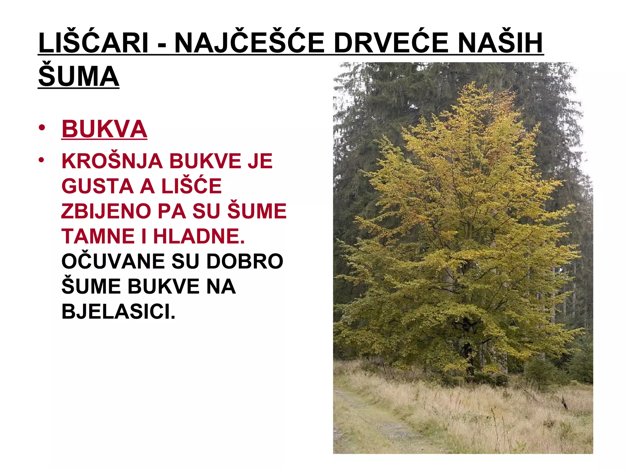 Lišćarske listopadne šume | PPT