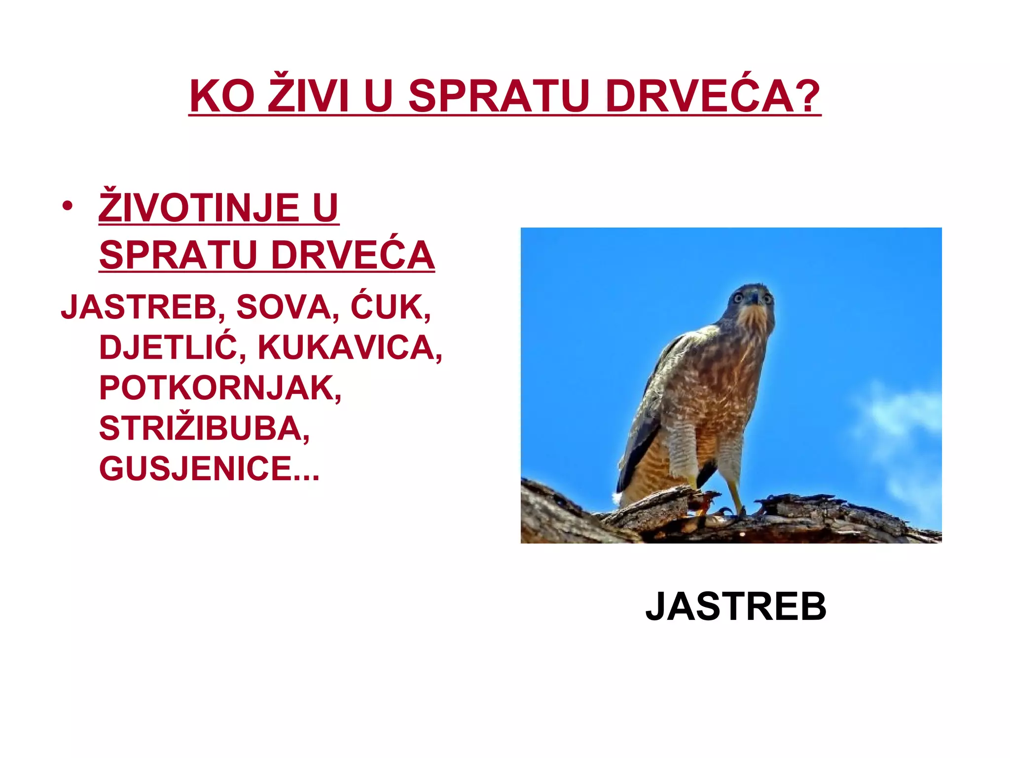 Lišćarske listopadne šume | PPT
