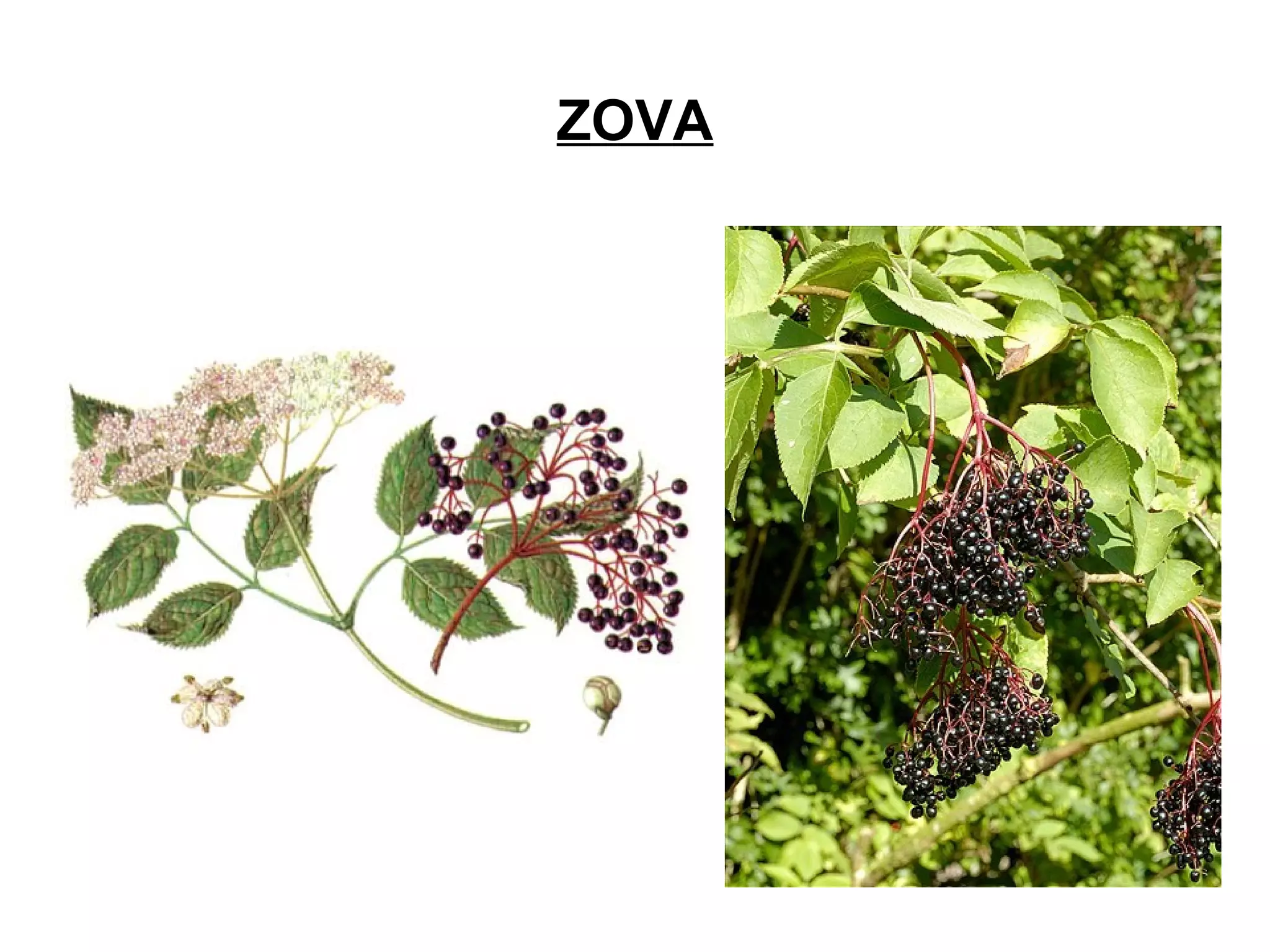 Lišćarske listopadne šume | PPT