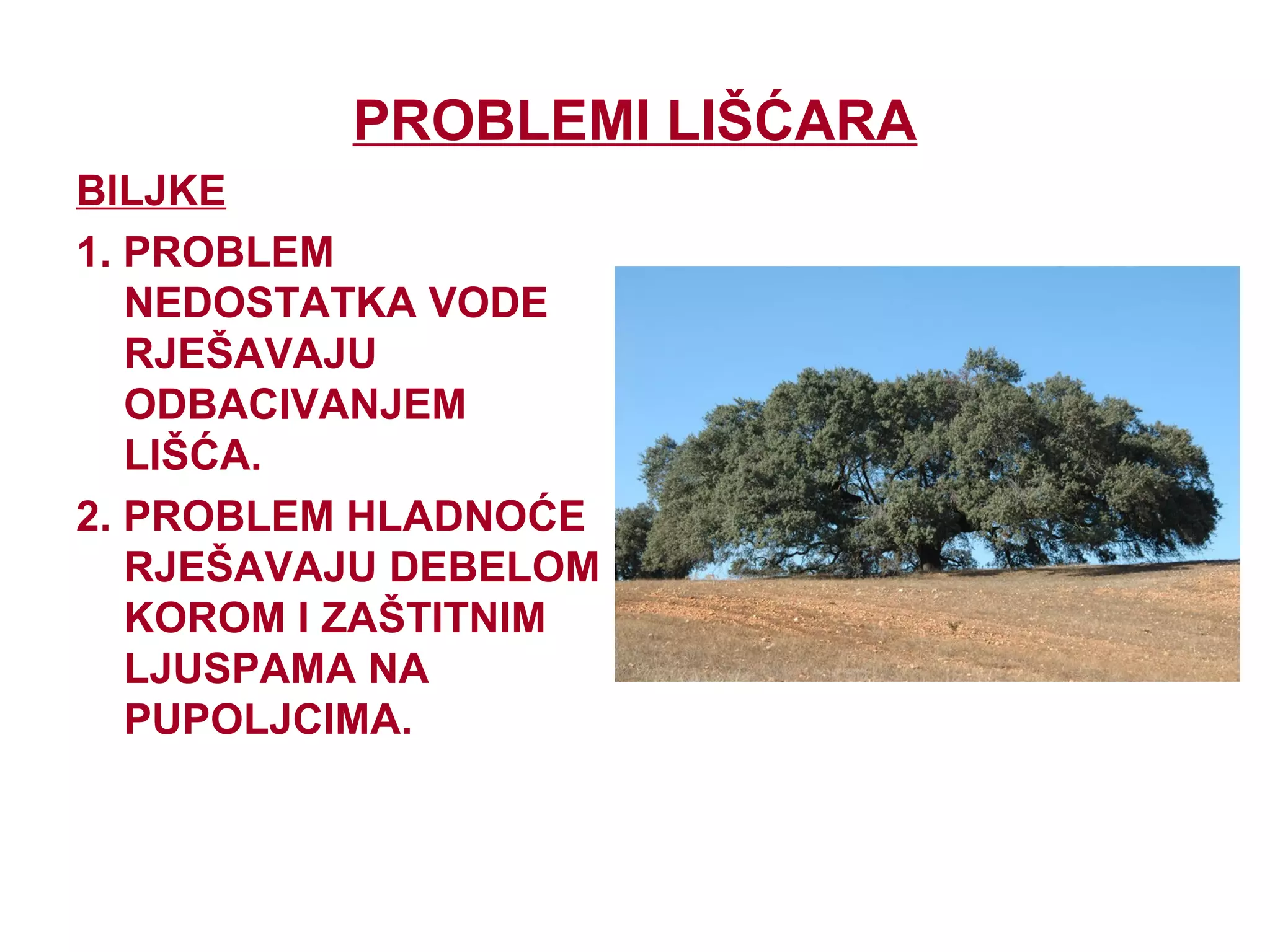 Lišćarske listopadne šume | PPT
