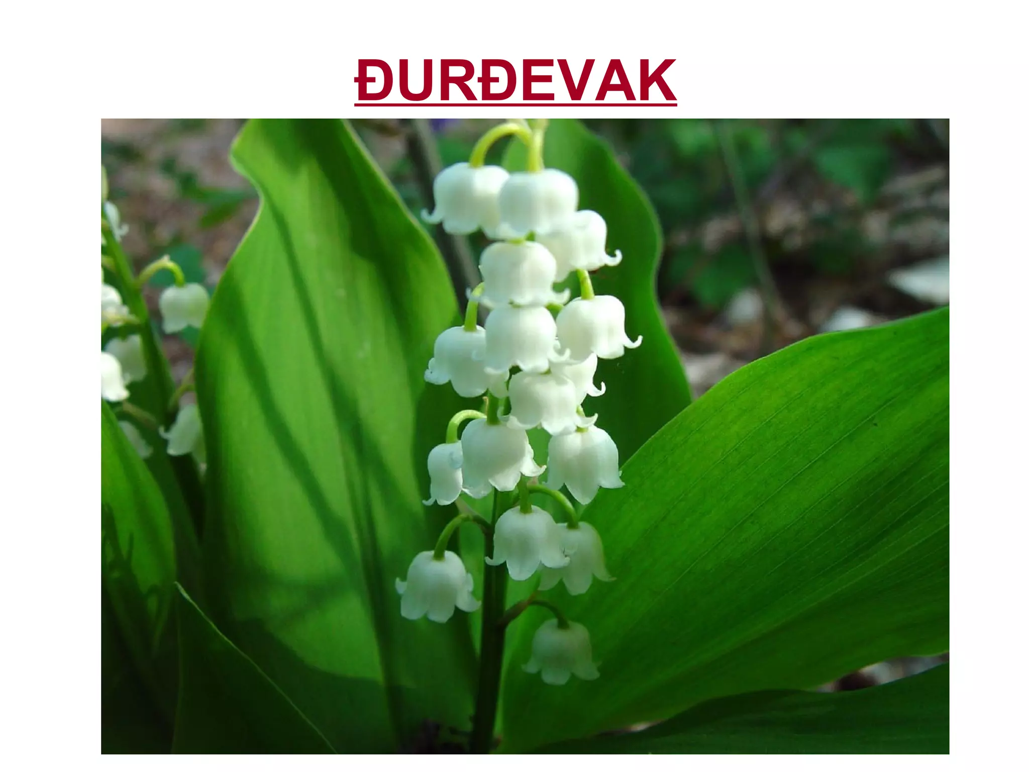 Lišćarske listopadne šume | PPT