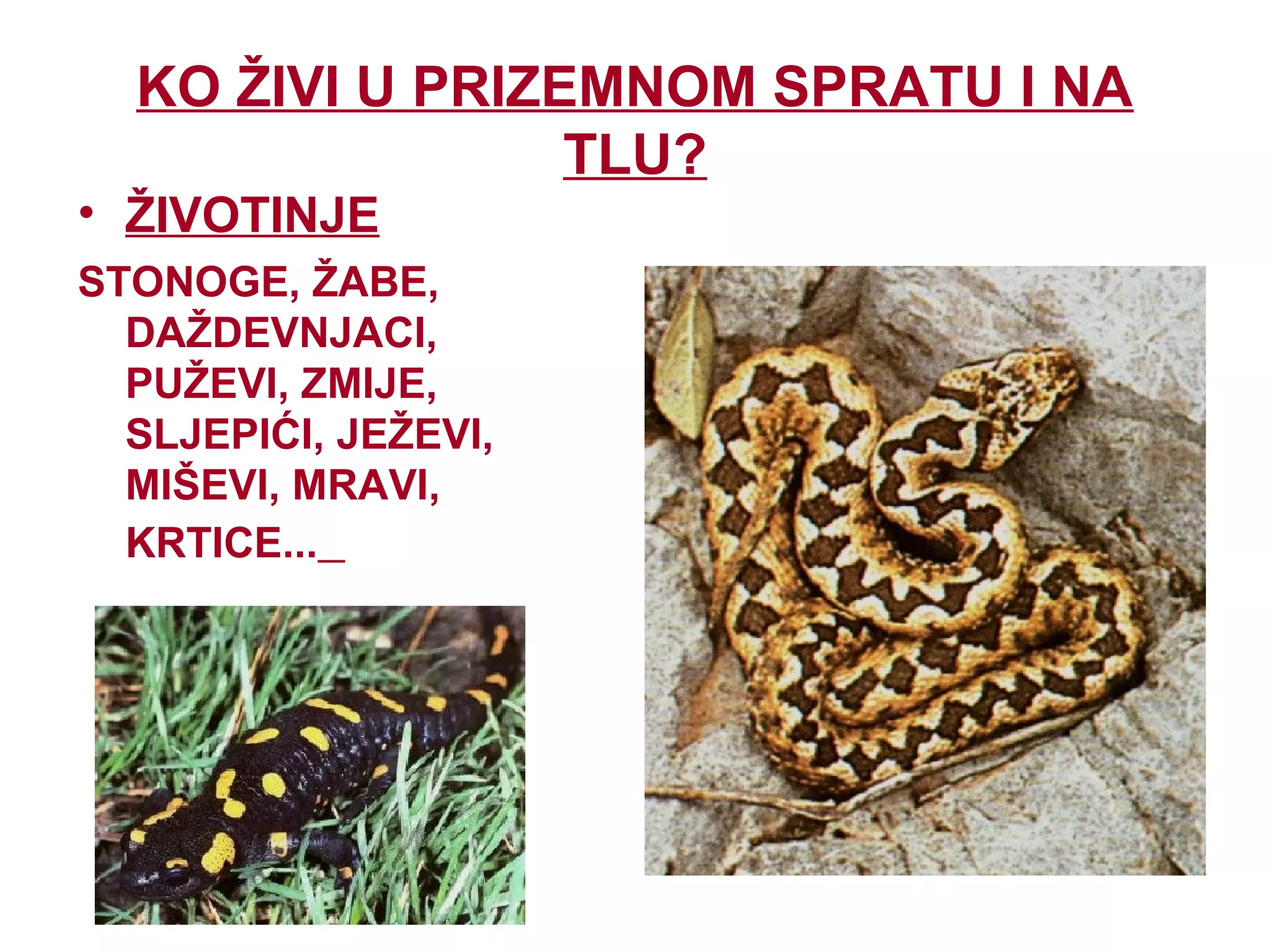 Lišćarske listopadne šume | PPT
