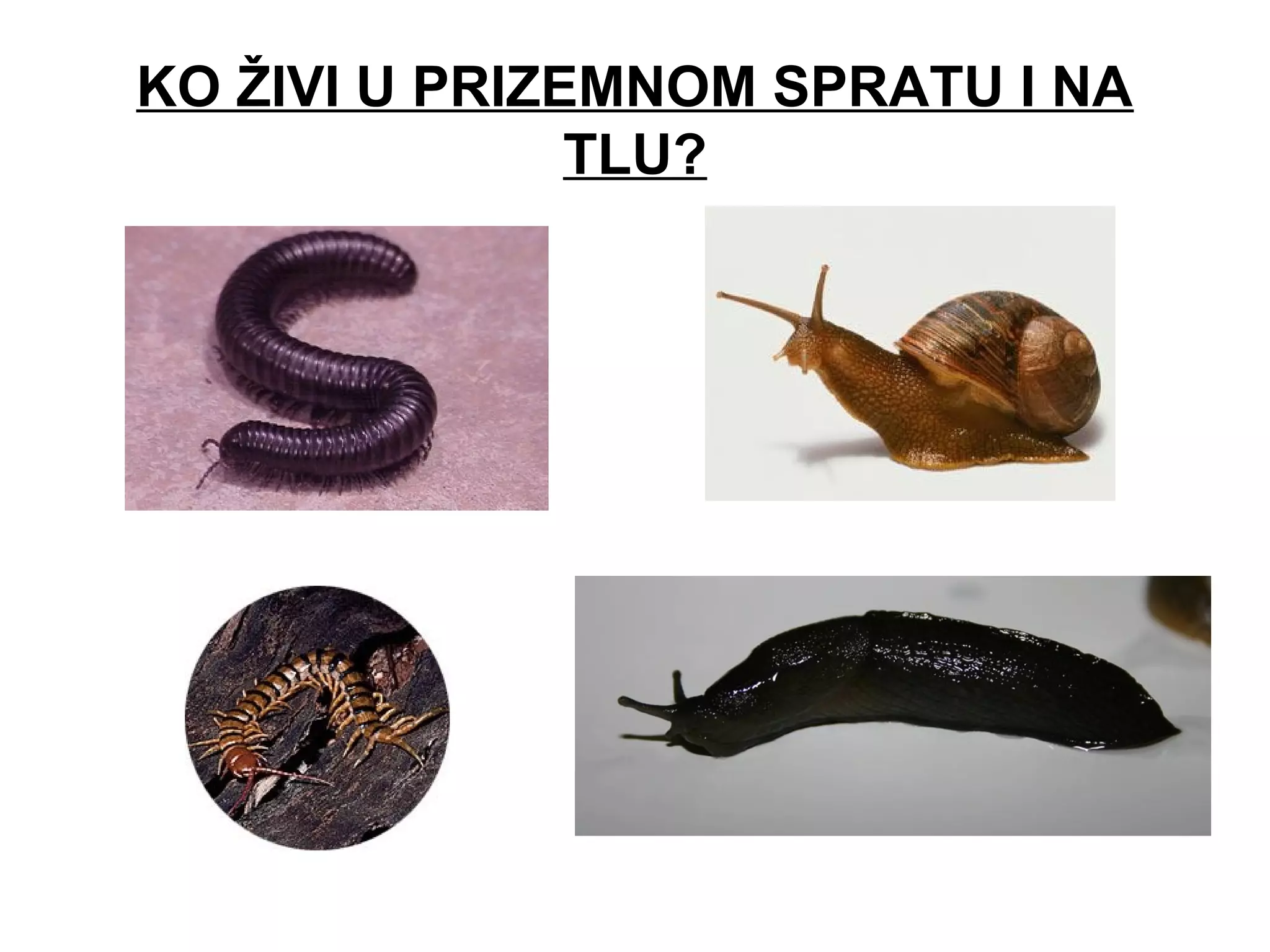 Lišćarske listopadne šume | PPT