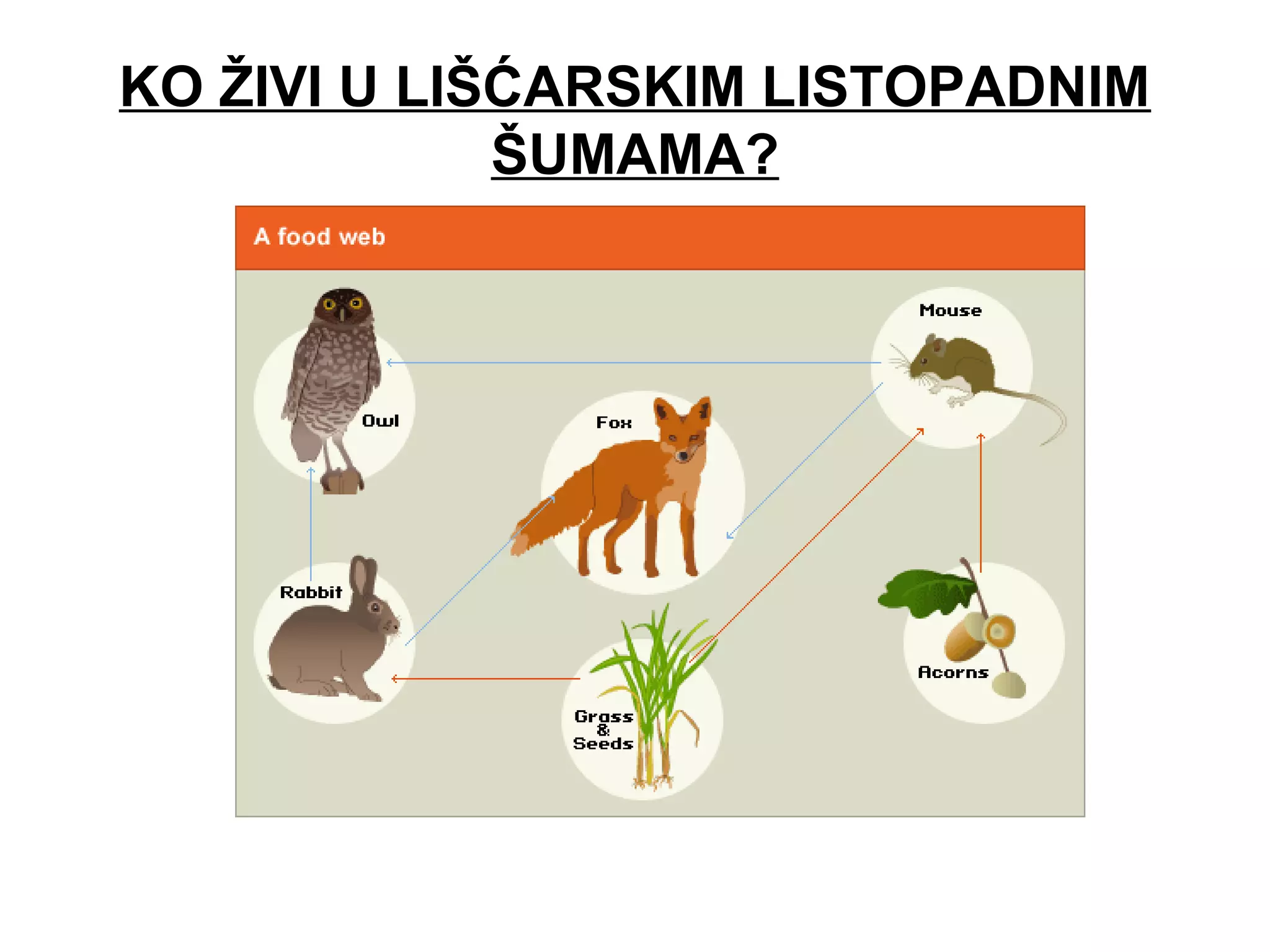 Lišćarske listopadne šume | PPT