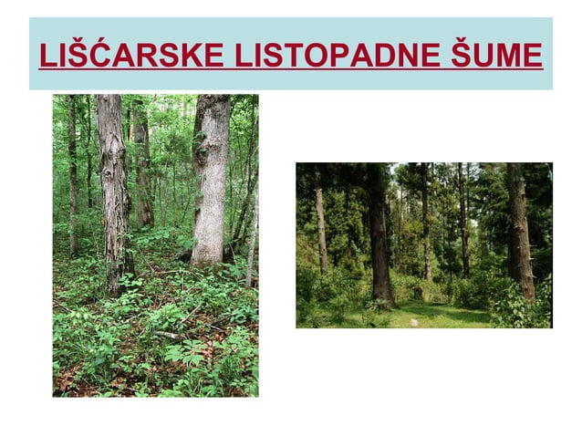 Lišćarske listopadne šume | PPT | Zoos & Aquariums | Attractions