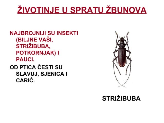 Lišćarske listopadne šume | PPT | Zoos & Aquariums | Attractions