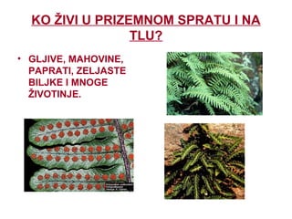Lišćarske listopadne šume | PPT