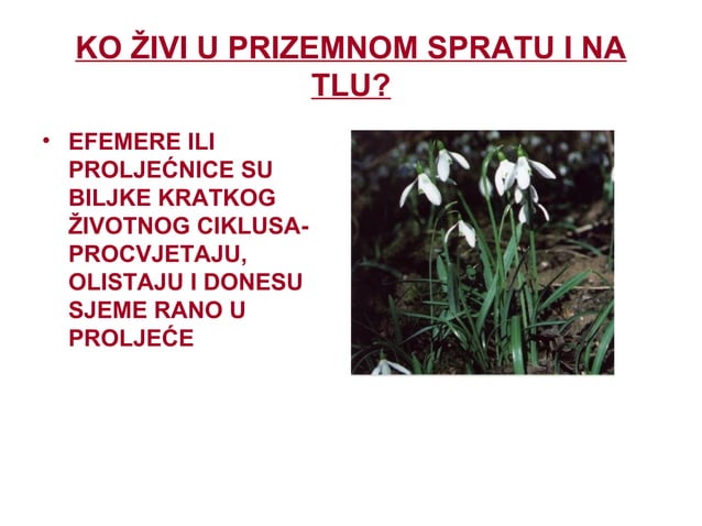 Lišćarske listopadne šume | PPT | Zoos & Aquariums | Attractions