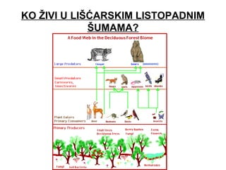 Lišćarske listopadne šume | PPT