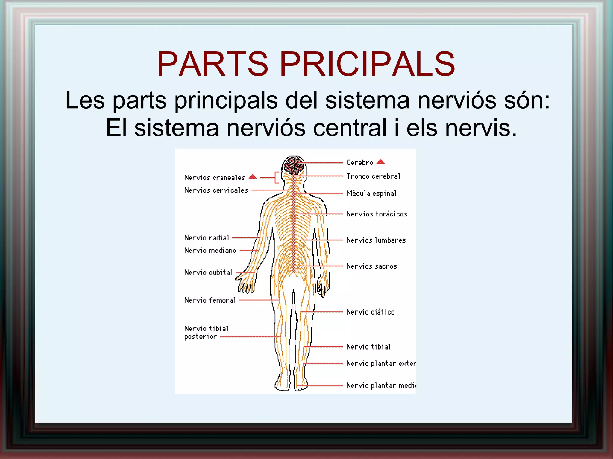 Sistema nerviós . Liseth,Miquel i J. Alberto | ODP