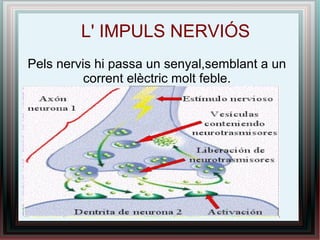 Sistema nerviós . Liseth,Miquel i J. Alberto | ODP