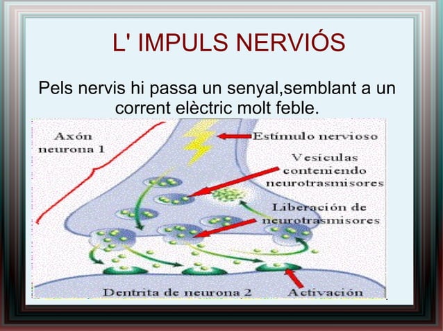 Sistema nerviós . Liseth,Miquel i J. Alberto | ODP