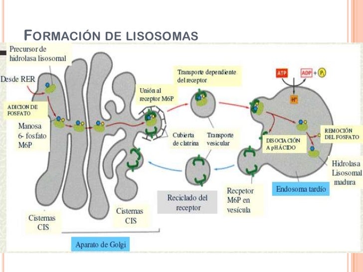 Lisosomas