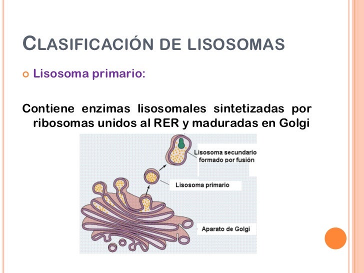 Lisosomas