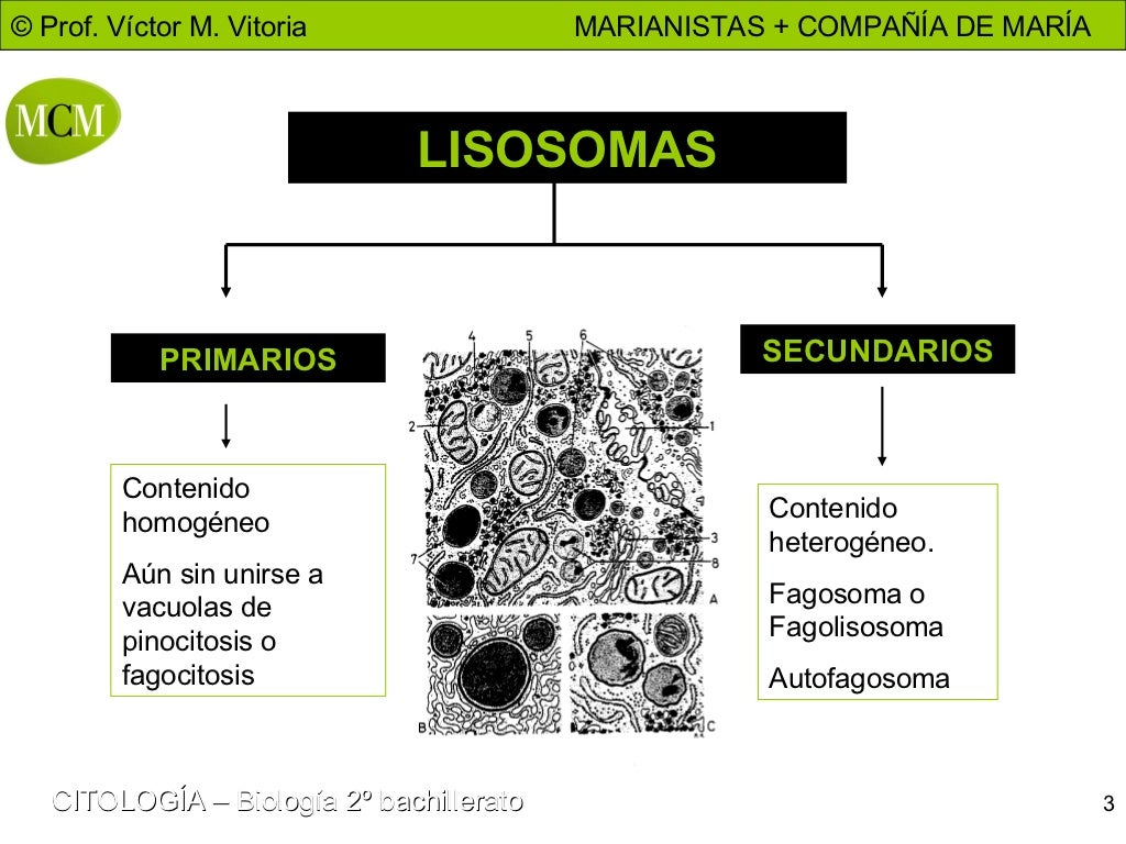 Lisosomas & peroxisomas