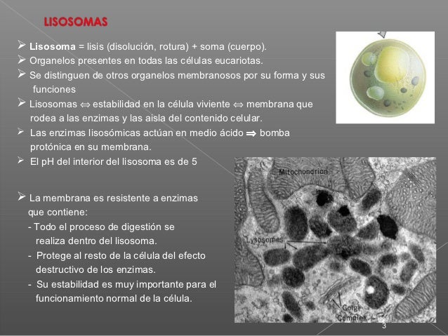Lisosomas, peroxisomas, glioxisomas, ribosomas.