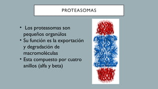 lisosomas, peroxisomas y proteasomas.pptx