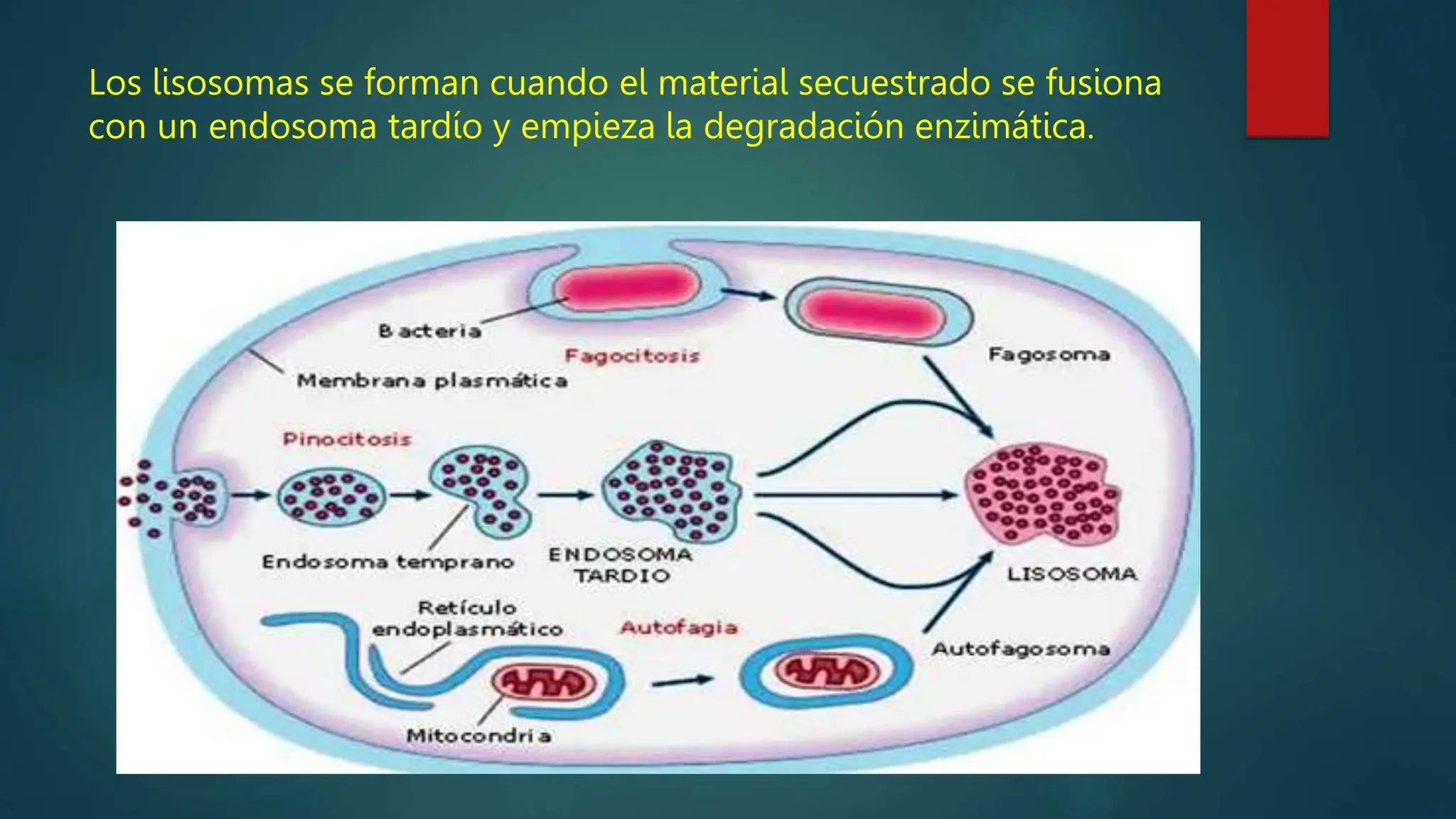 Lisosomas y peroxisomas composicion estructura | PPTX