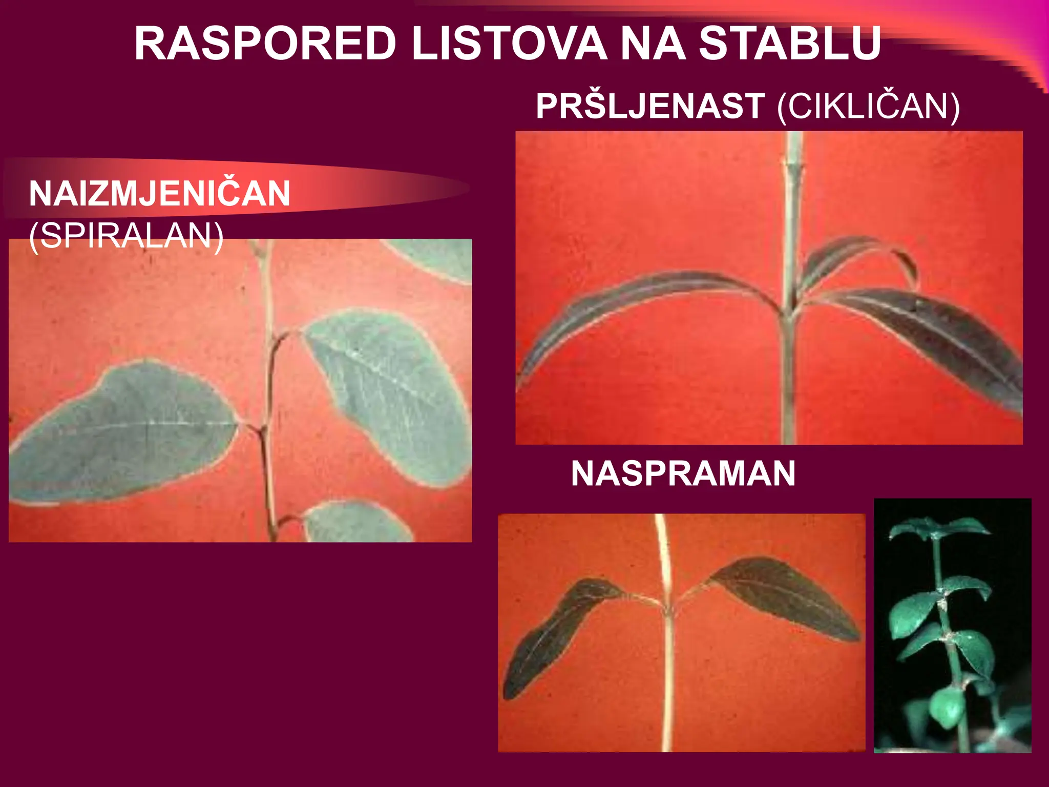 List - biljni organi, dijelovi biljke.pptx