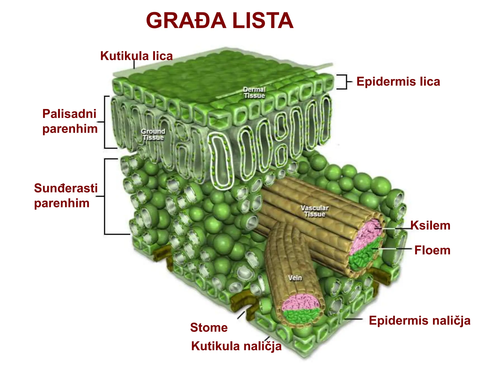 List - biljni organi, dijelovi biljke.pptx
