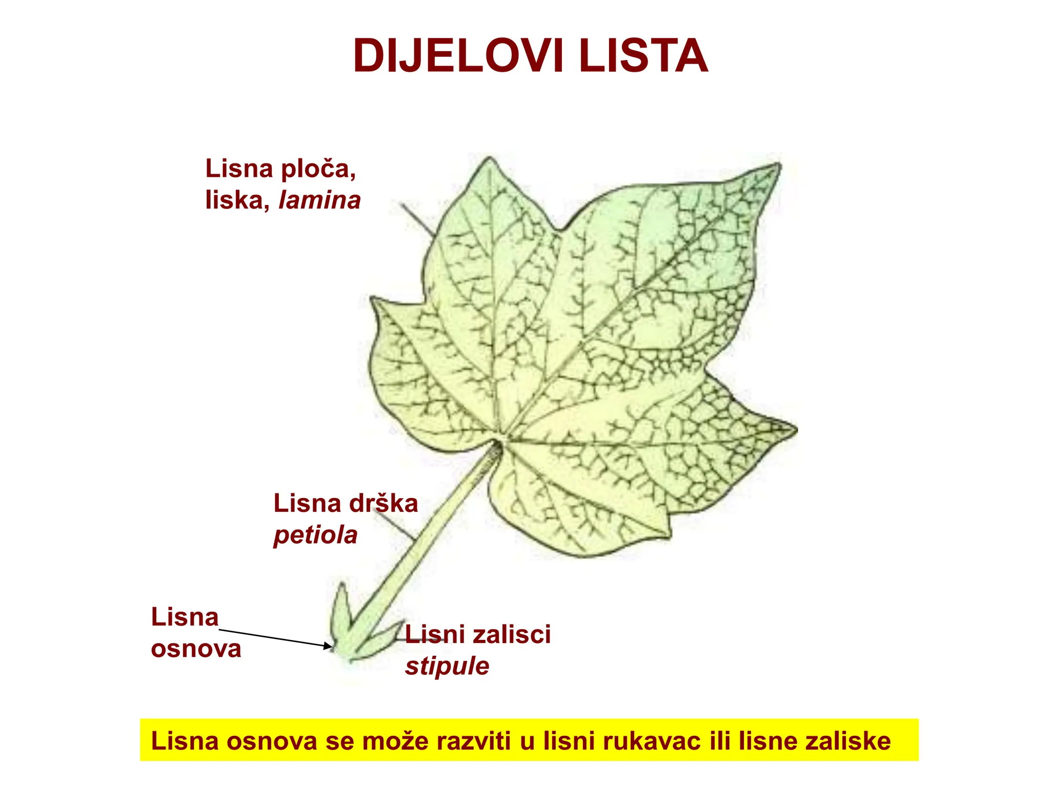 List - biljni organi, dijelovi biljke.pptx